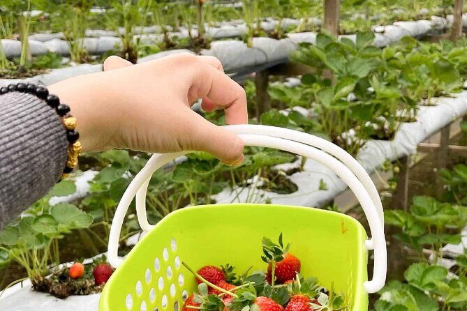 Genting Highlands En-route Batu Caves & Strawberry Farm Day Tour with Authentic Indian Lunch Private & Guided - Authentic Experiences & Guide Highlights