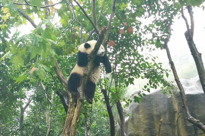 Giant Panda Hometown and Taoist Mountain Discovery From Chengdu - A Balanced Perspective