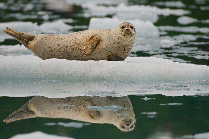 Glacier Quest Cruise and Coach Package - The Itinerary: What to Expect on This Alaskan Day Trip