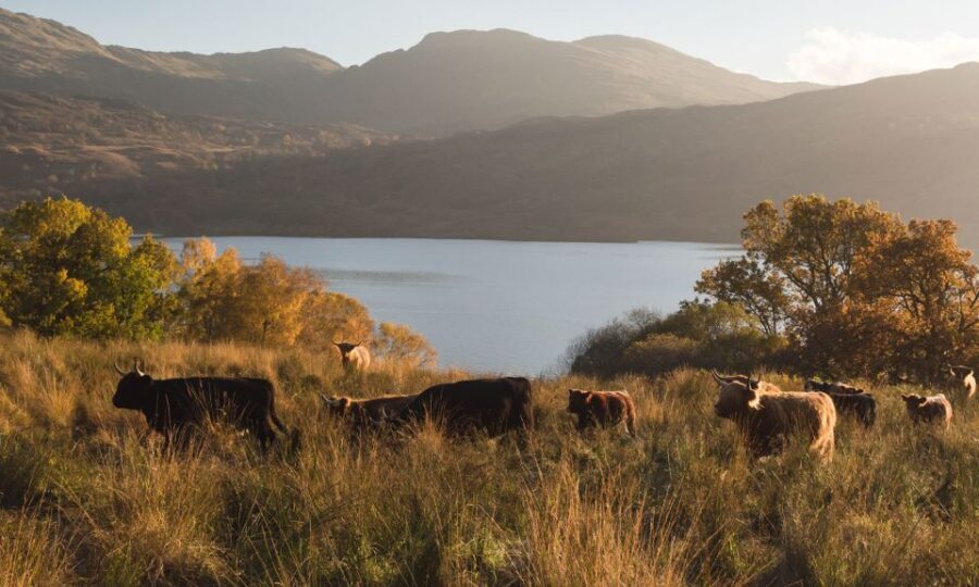 Glasgow and Scottish Lakes Tour in Italian - Transportation and Group Dynamics
