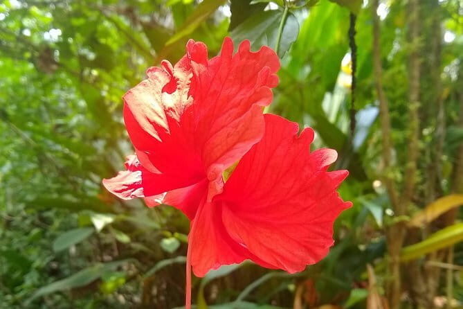 Goan Village Life Tour - Culinary and Practical Aspects