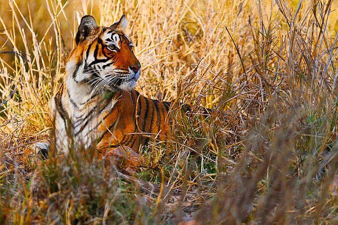 Golden Triangle Tour with Ranthambore from Delhi - What We Like About This Tour
