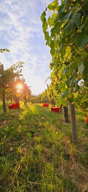 Gorika Brda: Wine Walk and Tasting - A Closer Look at the Itinerary