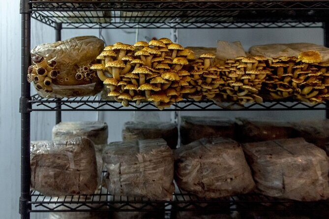 Gourmet Mushroom Farm Tour in Tennessee - The Itinerary in Detail