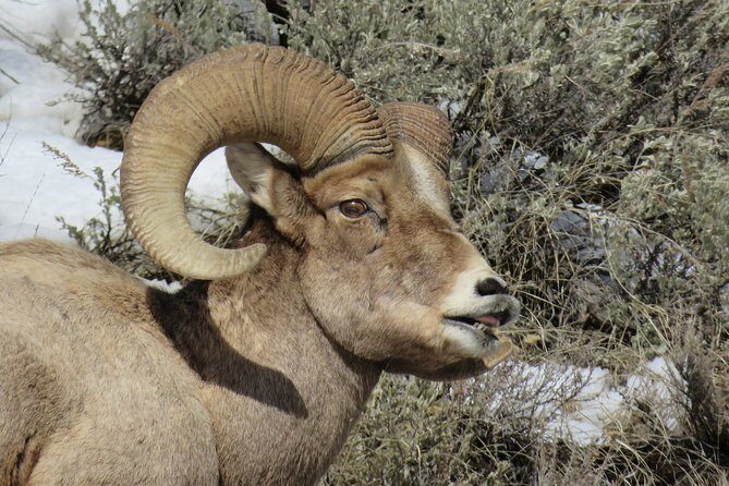 Grand Teton Park & Jackson Hole - PRIVATE Full-Day Wildlife Tour - The Sum Up