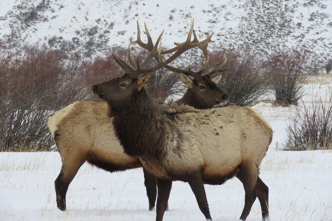 Grand Teton Park & Jackson Hole - PRIVATE Morning Wildlife Tour - Who is This Tour Best For?