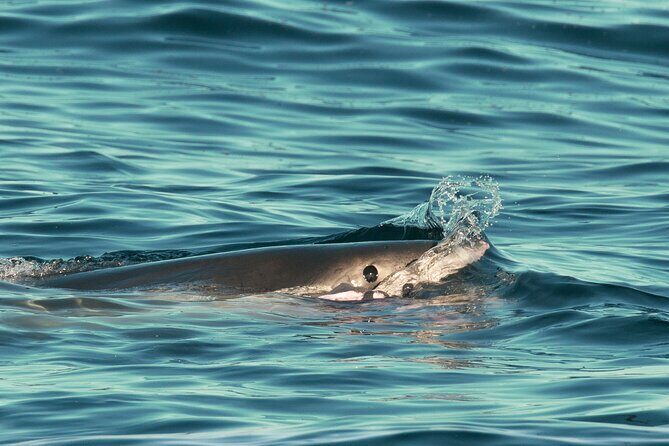 Great White Sharks Topside in Monterey Bay - FAQ