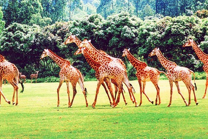 Guangzhou Chimelong Safari Park Private Guided Tour - Who Will Love This Tour?