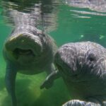 Guided Crystal River Manatee Snorkeling Tour - The Value of This Tour