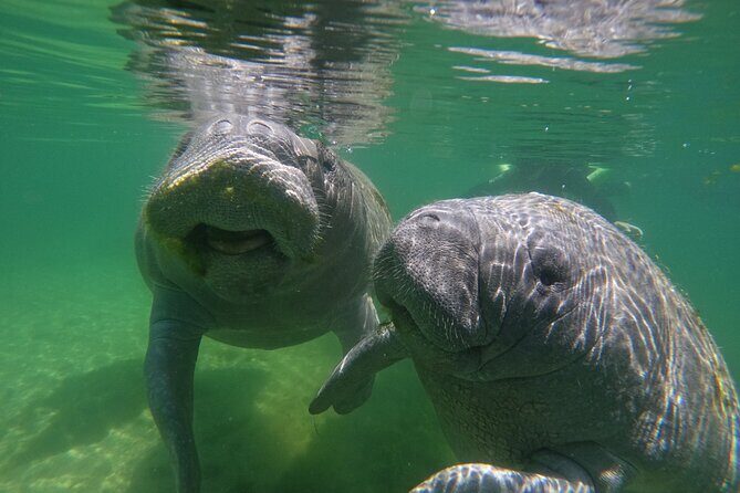 Guided Crystal River Manatee Snorkeling Tour - The Value of This Tour