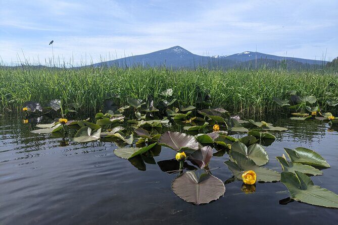 Guided Half-Day Kayak Tour - The Experience: A Closer Look