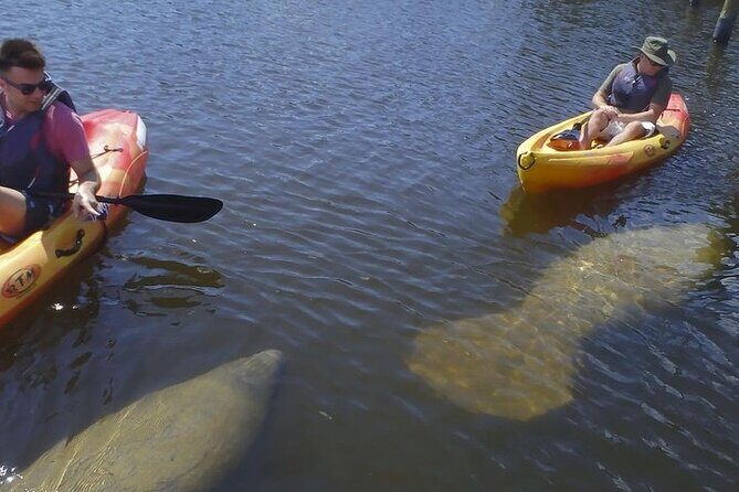 Guided Kayak Dolphin Eco Tour in Pelican Bay - The Guides and Personalization