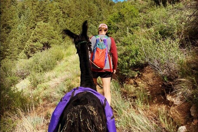 Guided Llama Hike in the Rocky Mountains - Who Should Consider This Llama Hike?