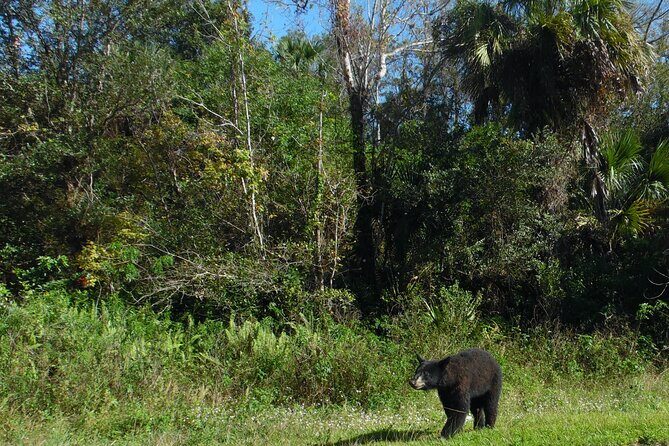 Guided Safari-Style Jeep Tour - What’s Included and What to Bring