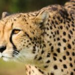 Guided Wildlife Tour and Forest Walk with Lunch Platter - The Experience: What You Can Expect from Start to Finish