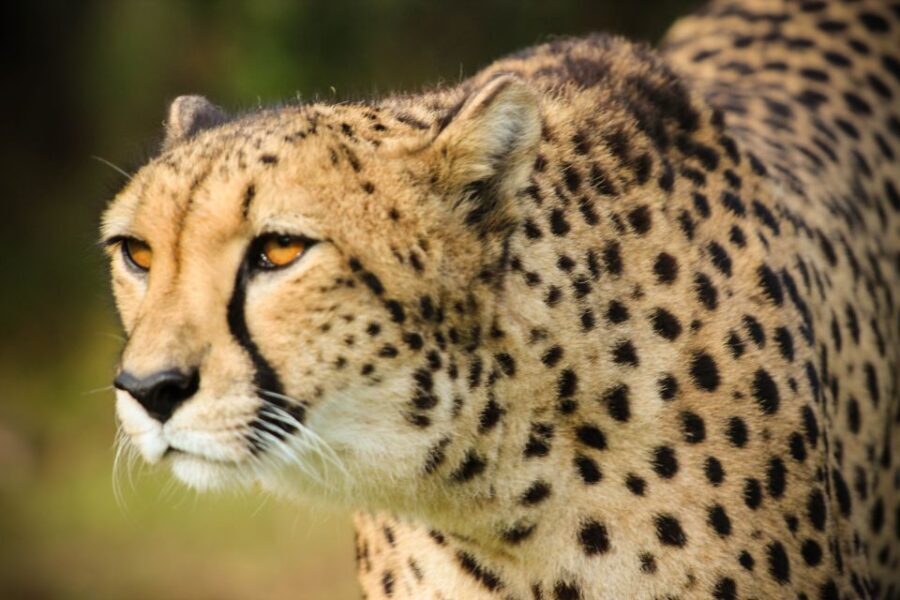 Guided Wildlife Tour and Forest Walk with Lunch Platter - The Experience: What You Can Expect from Start to Finish