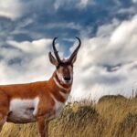 Guided Yellowstone Wildlife Tour - How the Tour Adds Value for You