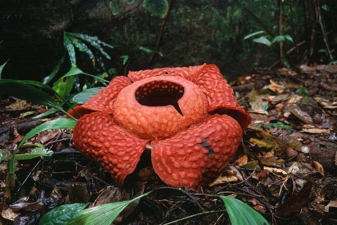 Gunung Gading National Park Tour - Exploring Gunung Gading National Park