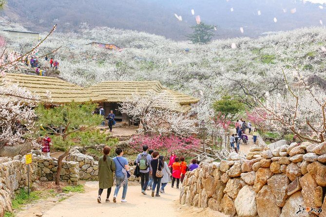 Gwangyang Maewha Flower and Jeonju Hanok Village 1 day trip from Seoul - Who Will Love This Tour?