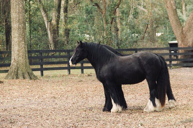 Gypsy Gold Horse Farm Walking Tour - The Itinerary Breakdown: What to Expect