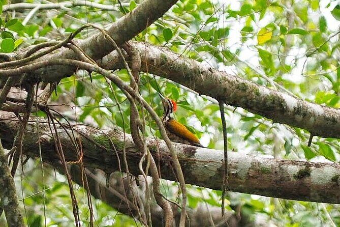 Half Day Canoe Boat Trip At Takuapa Little Amazon - The Waterfall Stop: Sai Rung Waterfall