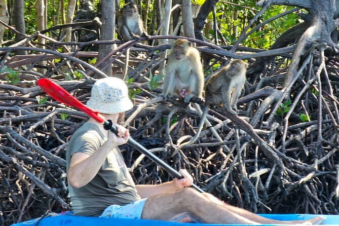 Half Day Mangrove and Lanta Old Town Tour - The Mangrove Experience in Detail