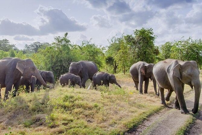 Half Day Minneriya National Park Safari from Habarana - The Guide and Overall Experience