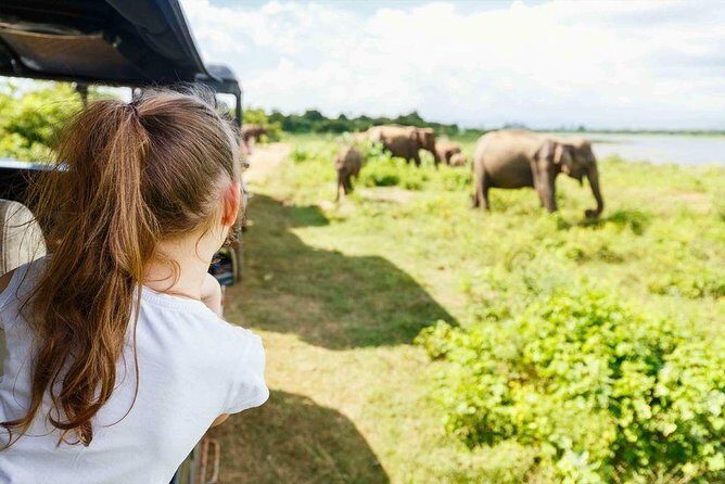 Half Day Minneriya National Park Safari from Sigiriya - Who Will Love This Tour?