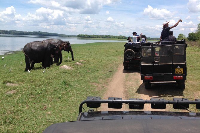 Half Day - Minneriya National Park Safari Tour From Habarana/Sigiriya - Expectation vs. Reality: What You Might Experience