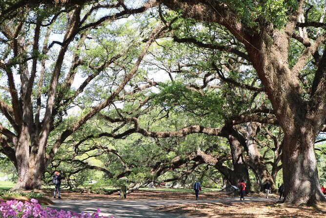 Half-Day Oak Alley Plantation Tour in Vacherie - Authentic Experiences and What Makes It Special