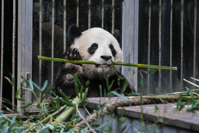 Half Day Private Chengdu Panda Center Layover Tour - Who Is This Tour Best For?