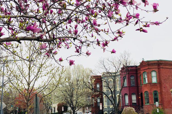 Half-Day Private Guided Bike Tour in Washington - What to Expect from the Itinerary