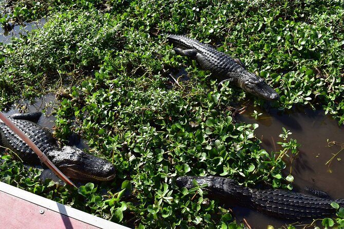 Half Day Private Swamp Experience in Louisiana - Authenticity and Value: Is It Worth It?