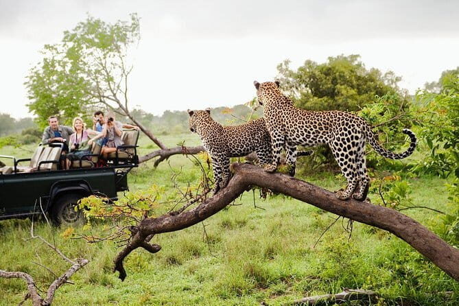 Half Day Safari at Yala National Park From Hambantota - Authentic Perspectives from Travelers