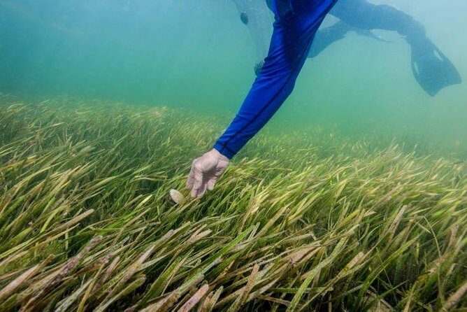 Half-Day Semi Private Scallop Tour - Key Points