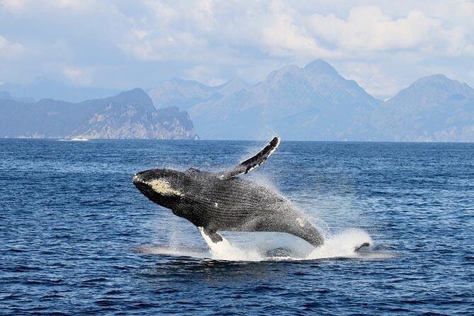 Half day Spring Resurrection Bay & Wildlife Tour from Seward - Pricing and Value