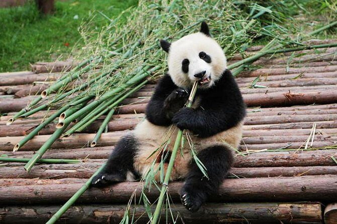 Half-Day Tour at Chengdu Panda Breeding Research Base - Weighing the Pros and Cons