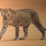 Half Day trip in Yala National Park - The Wildlife: What You’re Likely to Encounter