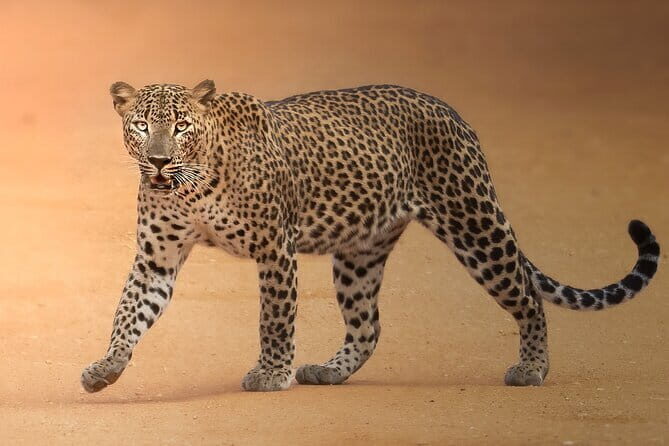 Half Day trip in Yala National Park - The Wildlife: What You’re Likely to Encounter