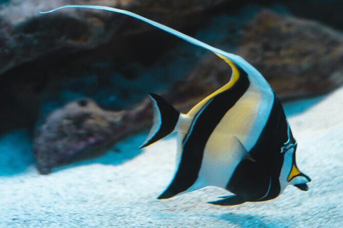 Hanauma Bay Snorkel - Who Should Consider This Tour?