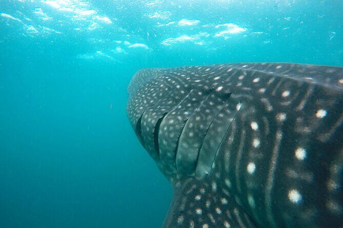 Hanifaru Bay Snorkeling with Whale sharks & Mana Rays - The Price and Its Value