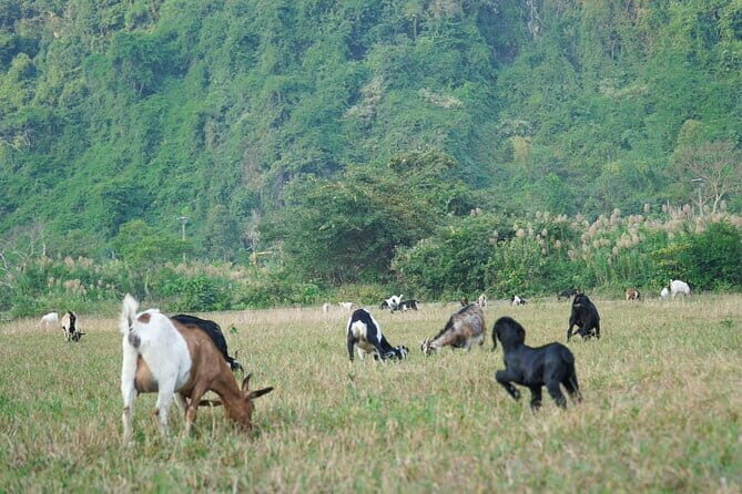 Hanoi-Cat Ba Isand 2-Day Trip with Trekking, Night Kayak,Transfer - Final Note