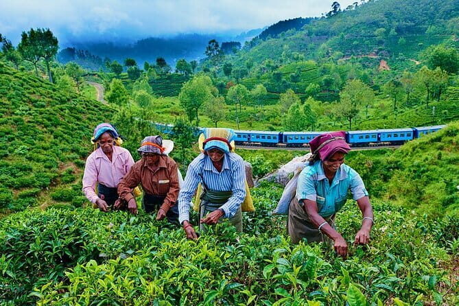 Haputale Tea Estate Walking Tour From Ella - What’s Included and What’s Not
