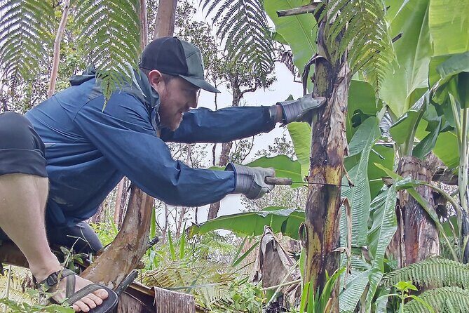 Hawaiian Rainforest Banana Cultivation Experience - The Itinerary in Detail