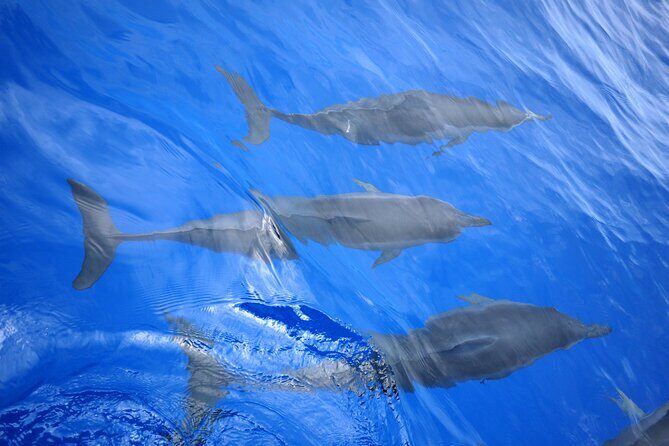 Hawaiian Sail and Snorkel in Kailua-Kona, Hawaii - Why Choose This Tour?
