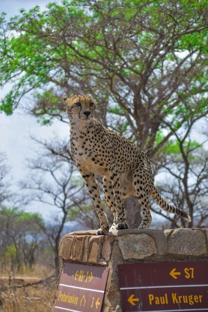 Hazyview: Kruger National Park Full-Day Safari - Transportation, Group Size, and Pricing