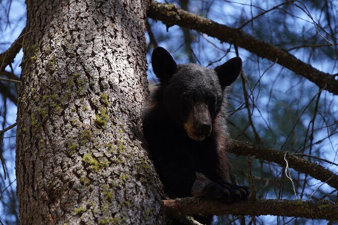 Heart of the Giant Forest Hike - The Sum Up: Who Will Love This Tour?