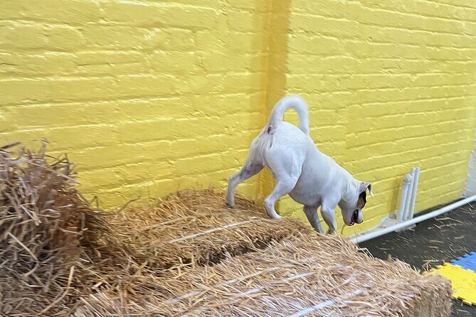 Hide & Seek Skills for Dogs at the Hay filled New York City Barn - The Experience Provider: SNIFF N SEEK