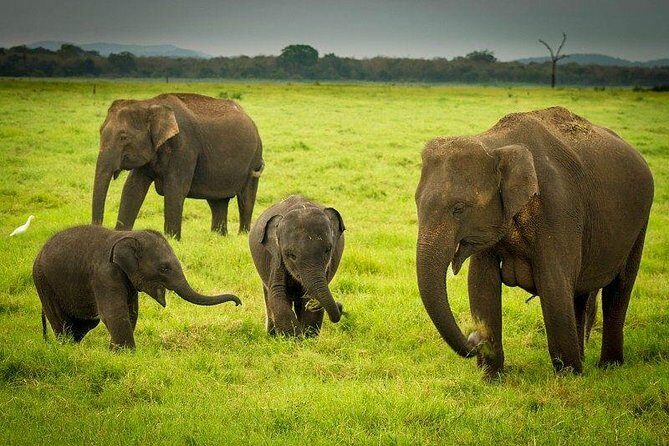 Highlights Of Dambulla & Kaudulla National Park Day Tour From Colombo - Why This Tour Works Well