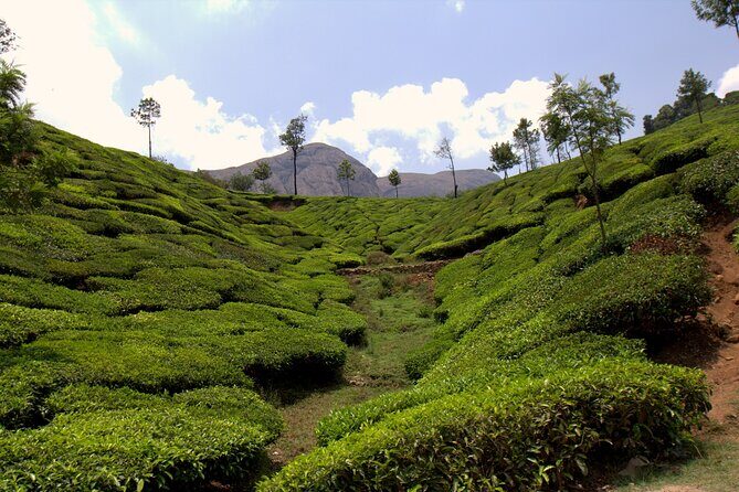 Highlights of Kerala - Transportation and Logistics: How the Tour Works